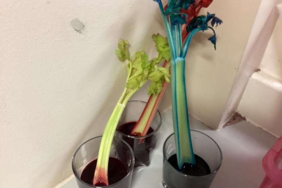 Plant investigation | Broadbent Fold Nursery & Primary School